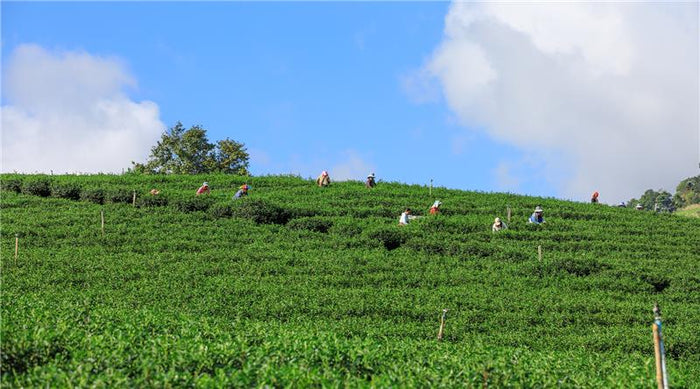 What Makes Nilgiris High-Grown Green Tea So Special?