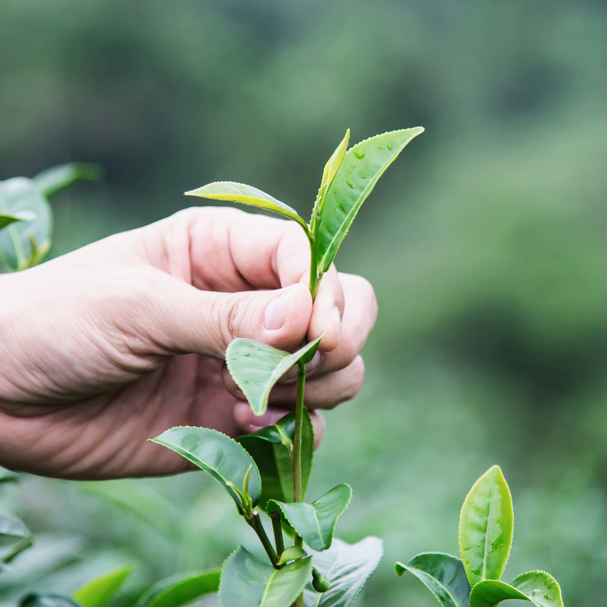 Iron Kettle's Commitment to Small Tea Growers and Fine Leaf Tea"